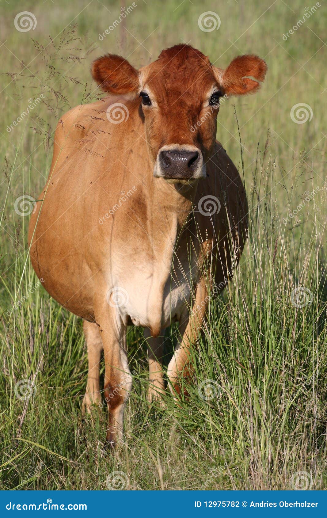 Mucca del Brown fotografia stock. Immagine di maglia - 12975782