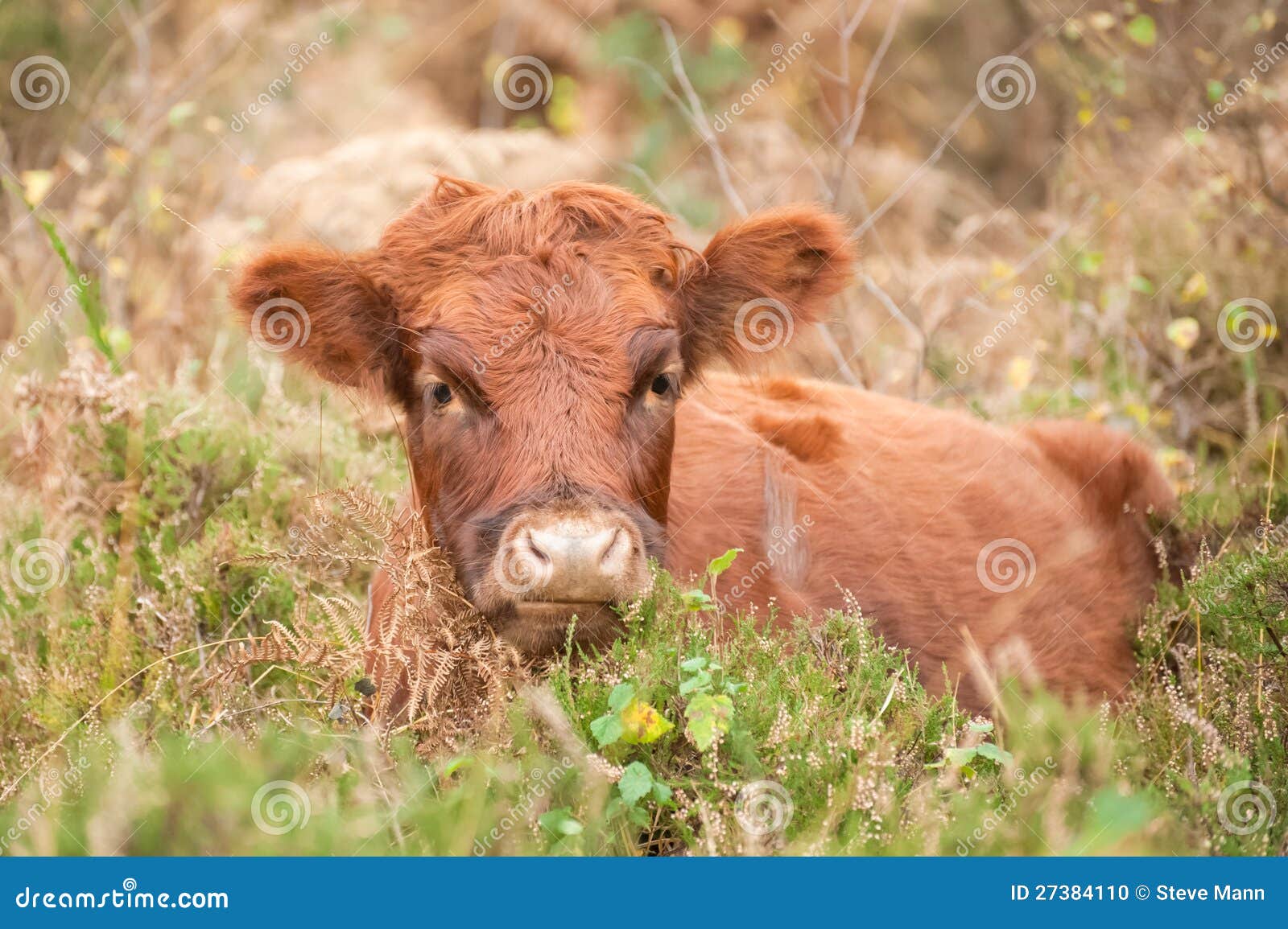 Mucca del Brown fotografia stock. Immagine di mammiferi - 27384110