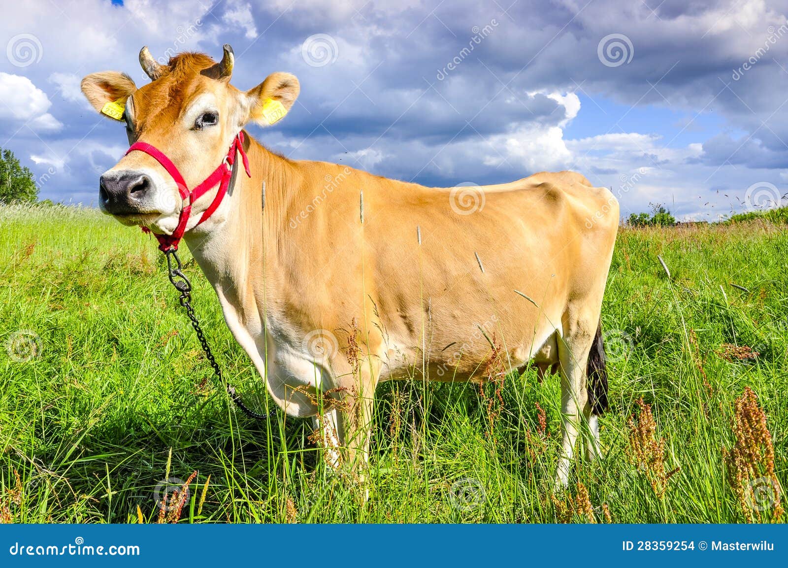 Mucca del Jersey fotografia stock. Immagine di terra - 28359254