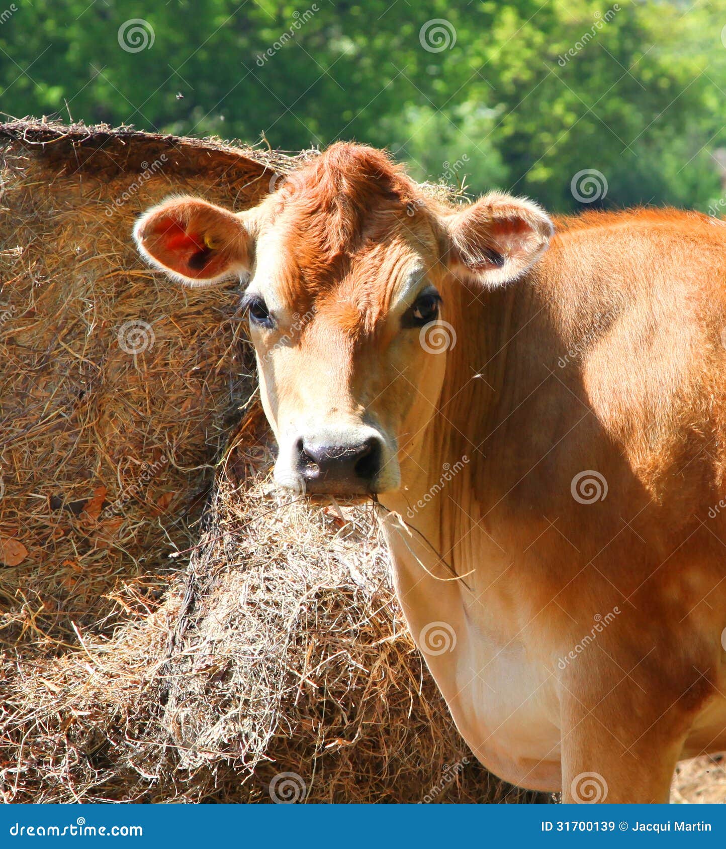 Mucca del Jersey immagine stock. Immagine di latteria - 31700139