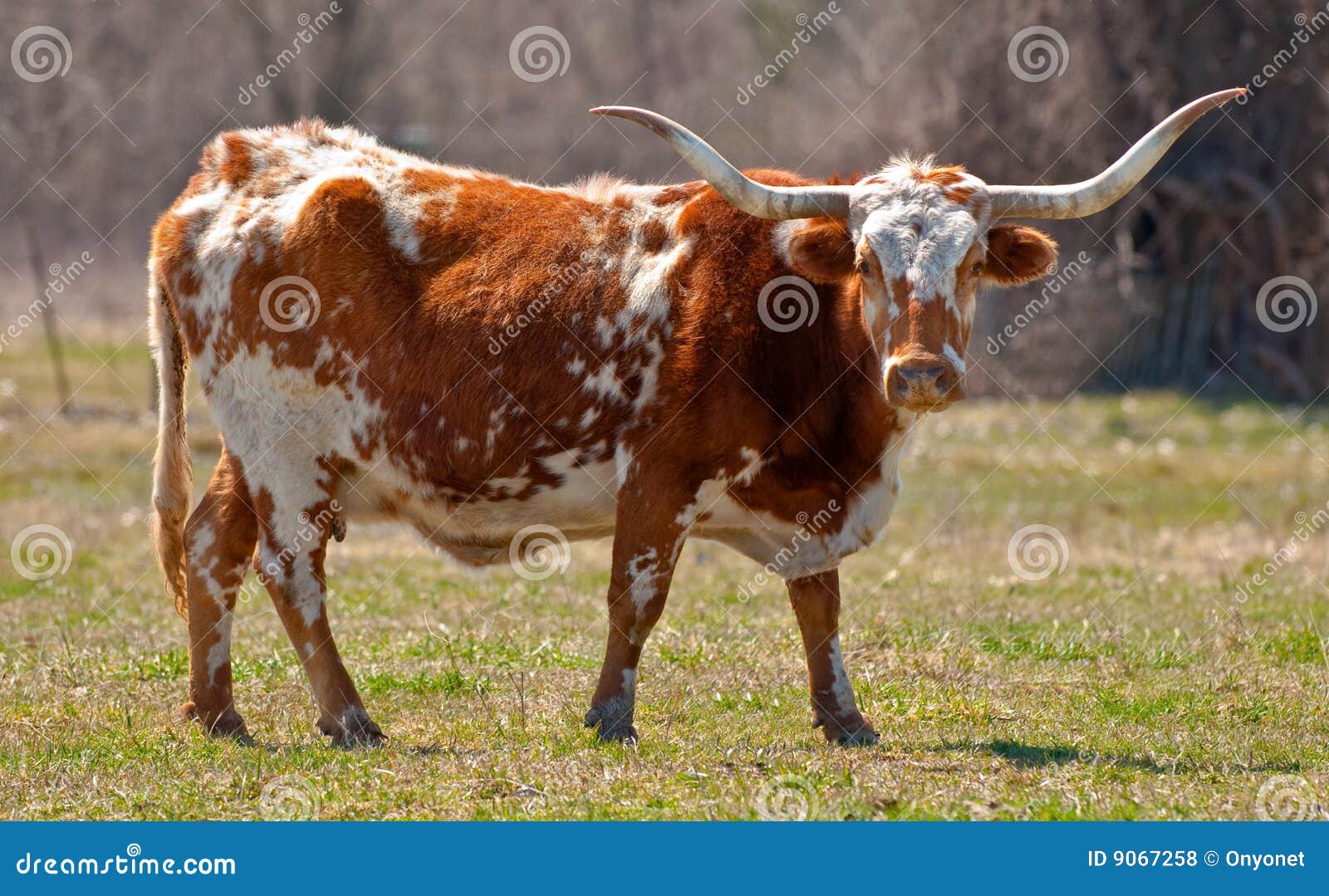 Mucca Della Mucca Texana Del Texas Fotografia Stock - Immagine di corno ...