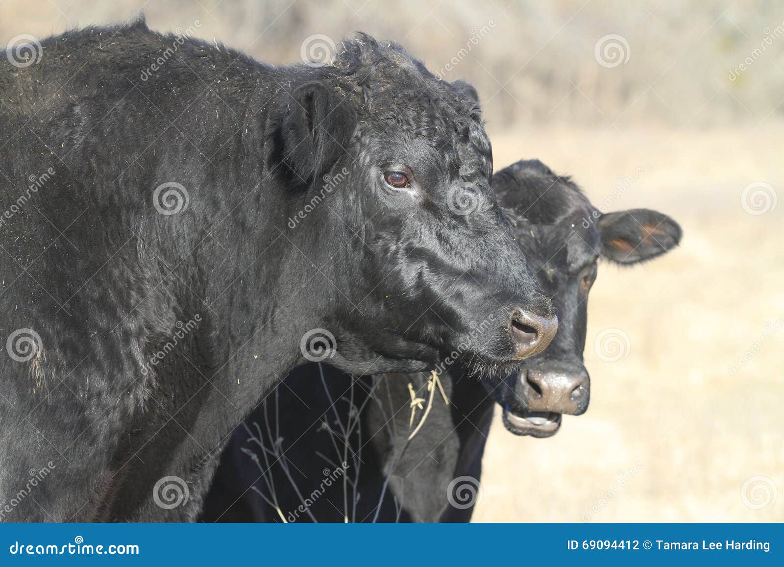 Mucca Di Conversazione Con Il Toro Fotografia Stock - Immagine di ...