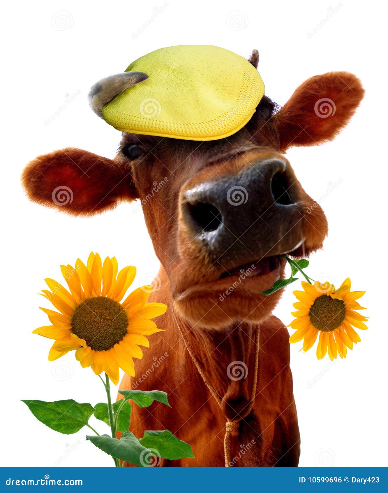 Mucca divertente fotografia stock. Immagine di masticare - 10599696