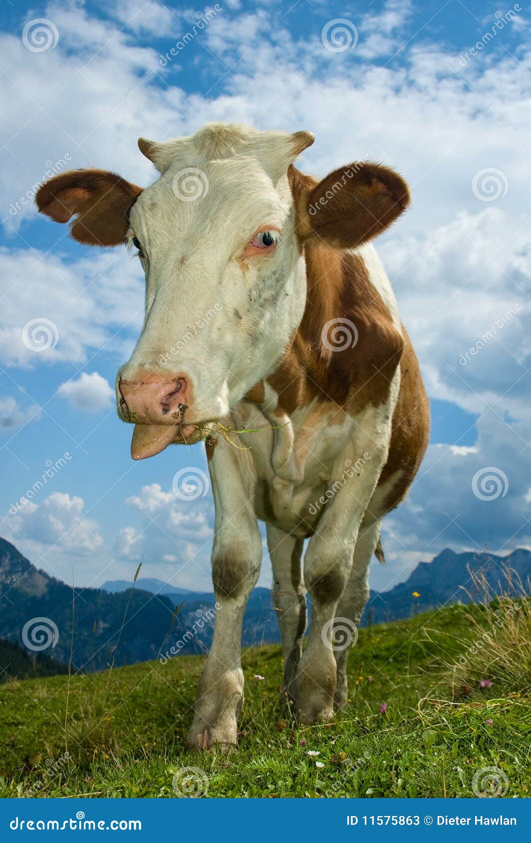 Mucca divertente immagine stock. Immagine di alpino, austriaco - 11575863
