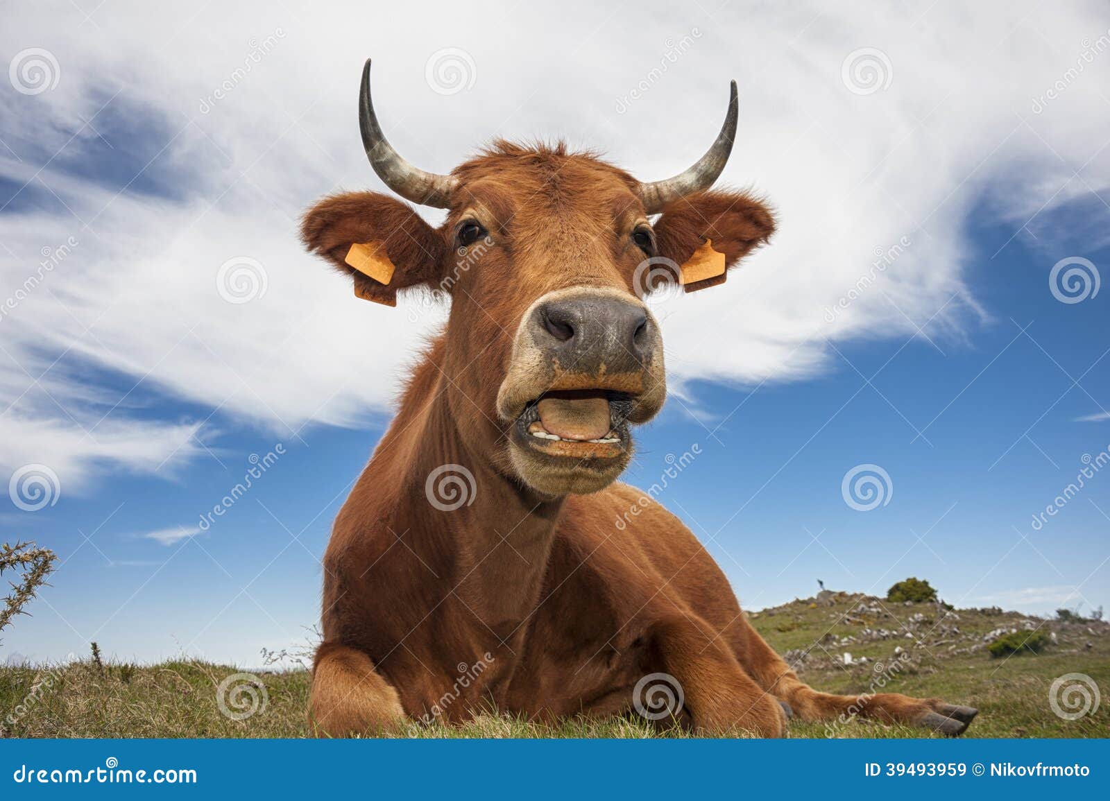 Mucca divertente immagine stock. Immagine di sfondo, nubi - 39493959