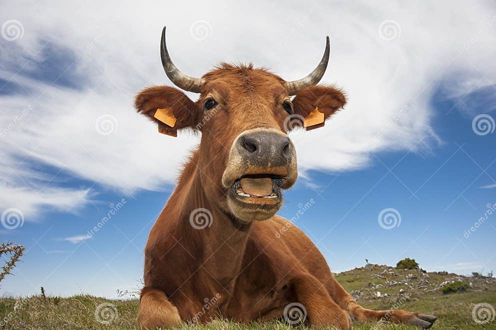 Mucca divertente immagine stock. Immagine di sfondo, nubi - 39493959