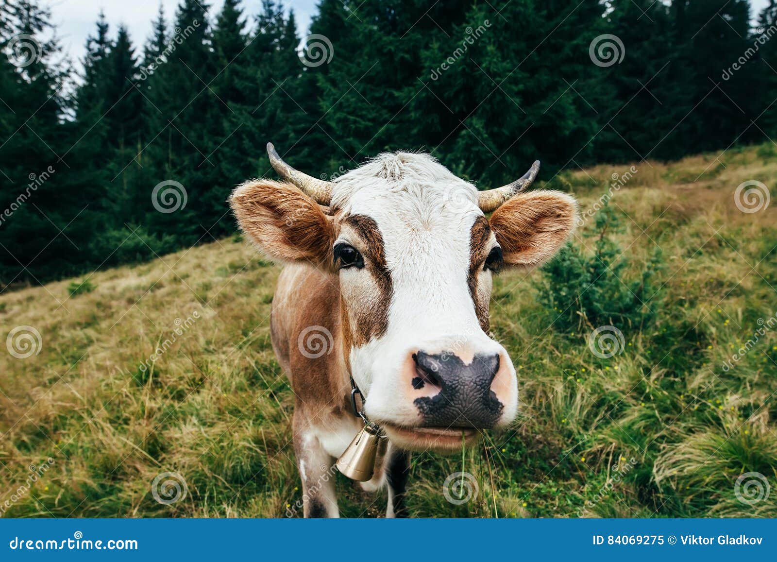 Mucca Divertente Su Un Prato in Foresta Immagine Stock - Immagine di ...