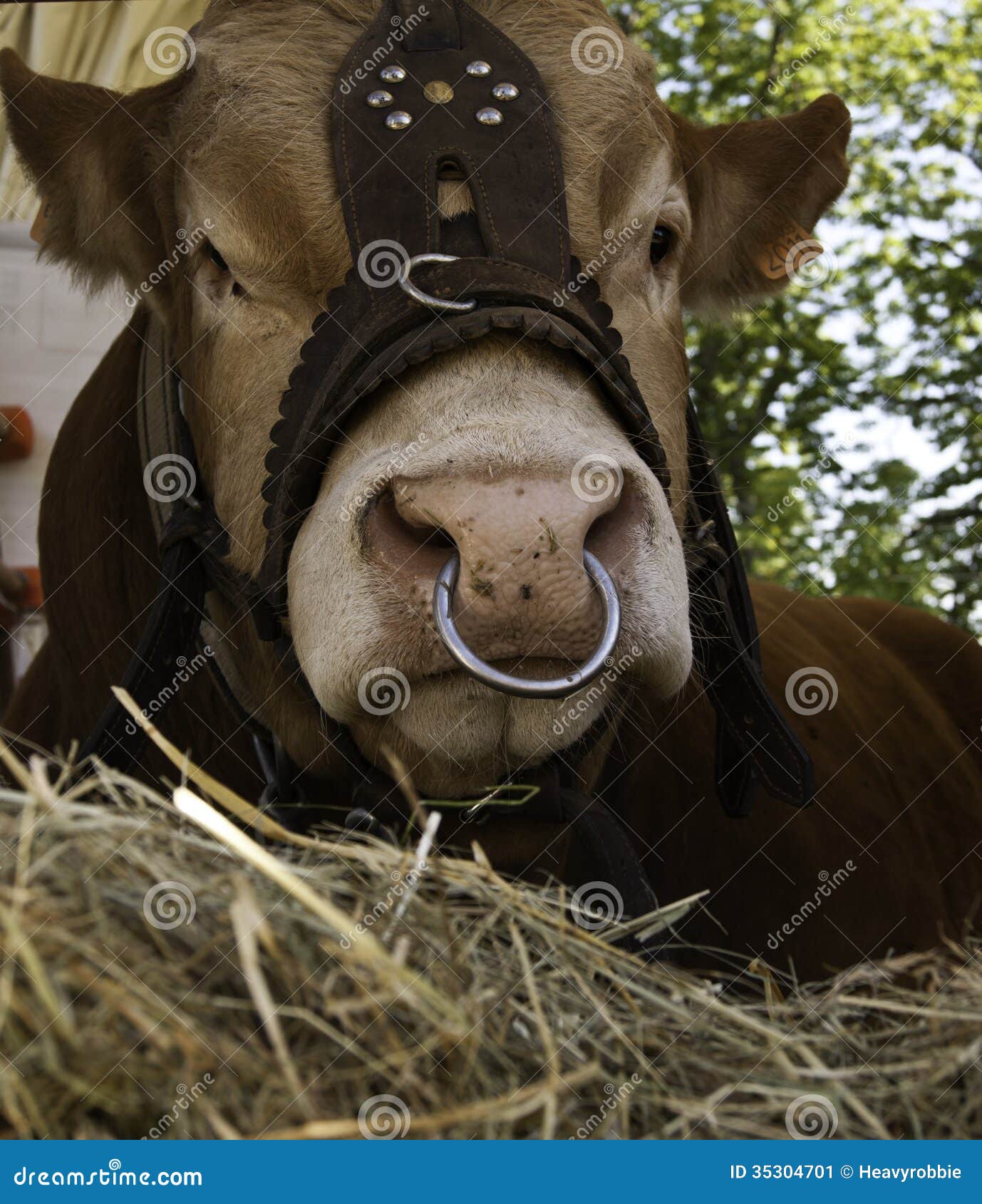Mucca Domestica Con L'anello Di Naso Immagine Stock - Immagine di latte ...
