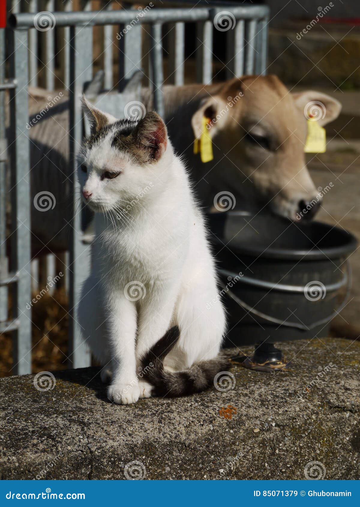 Mucca e gatto immagine stock. Immagine di agricoltura - 85071379