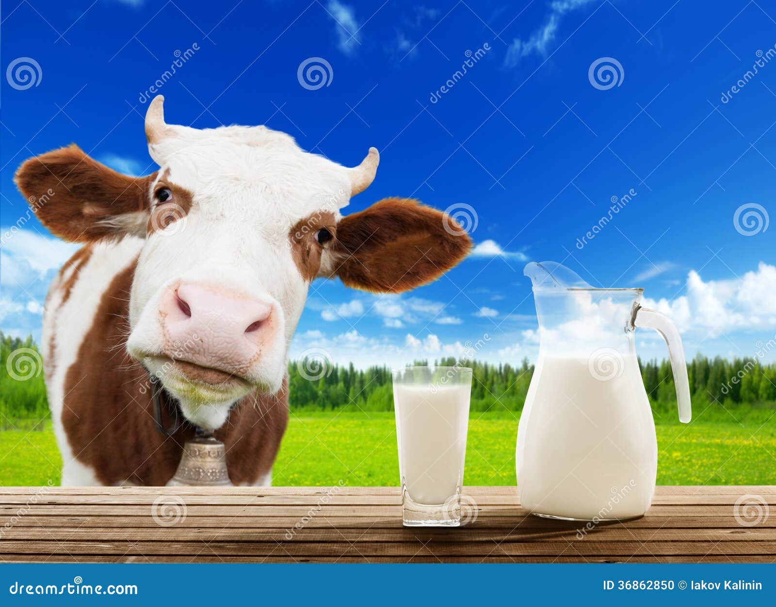 Mucca e latte fotografia stock. Immagine di mammifero - 36862850