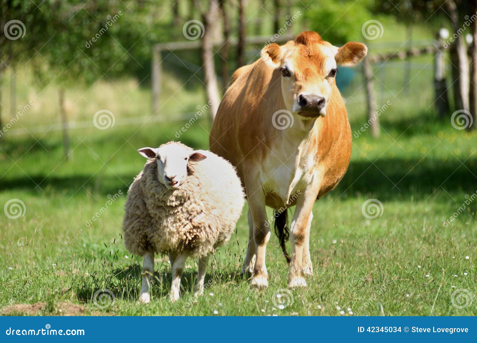 Mucca e pecore fotografia stock. Immagine di podere, latte - 42345034