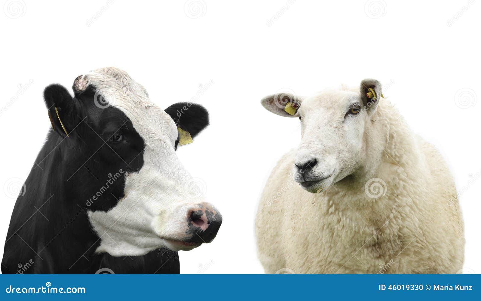 Mucca e pecore fotografia stock. Immagine di latteria - 46019330