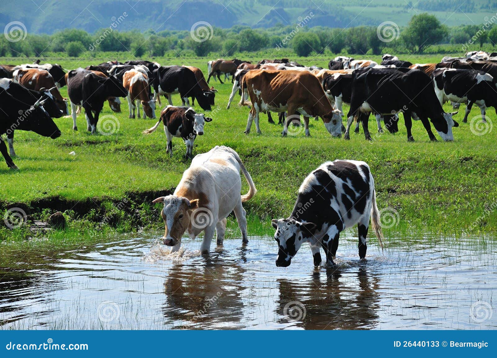 Mucca e toro immagine stock. Immagine di podere, alimentazione - 26440133