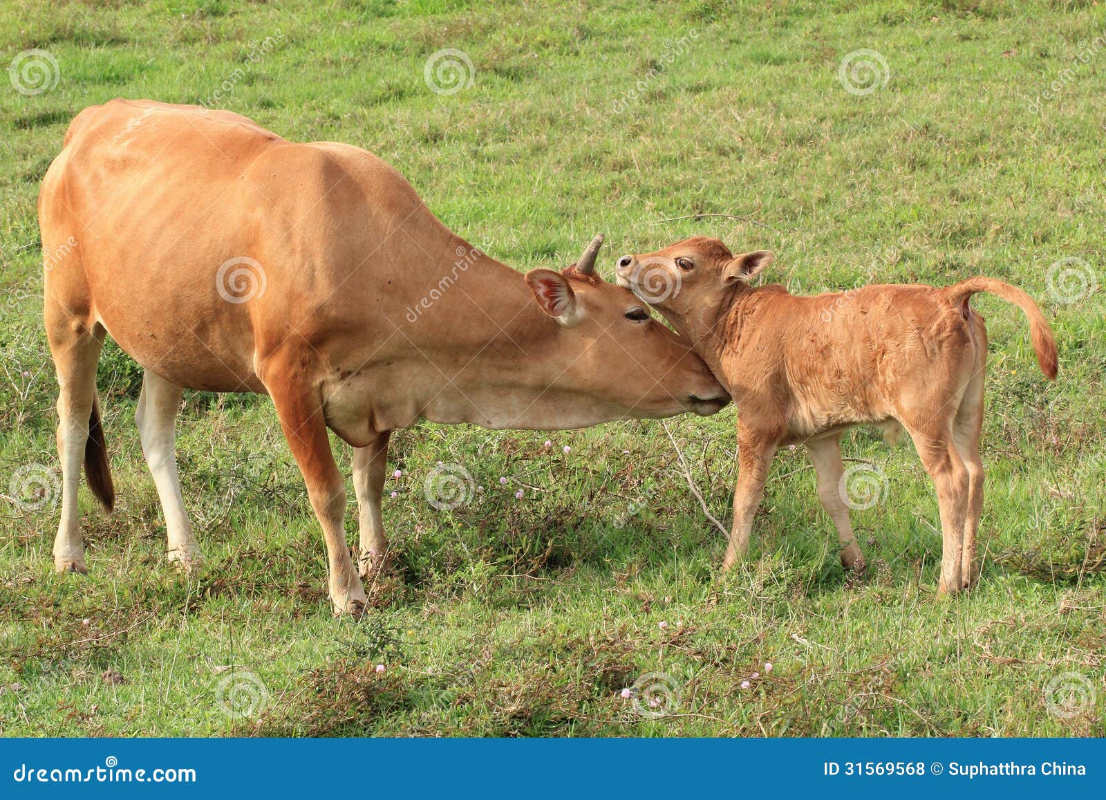 Mucca ed il suo vitello fotografia stock. Immagine di rurale - 31569568