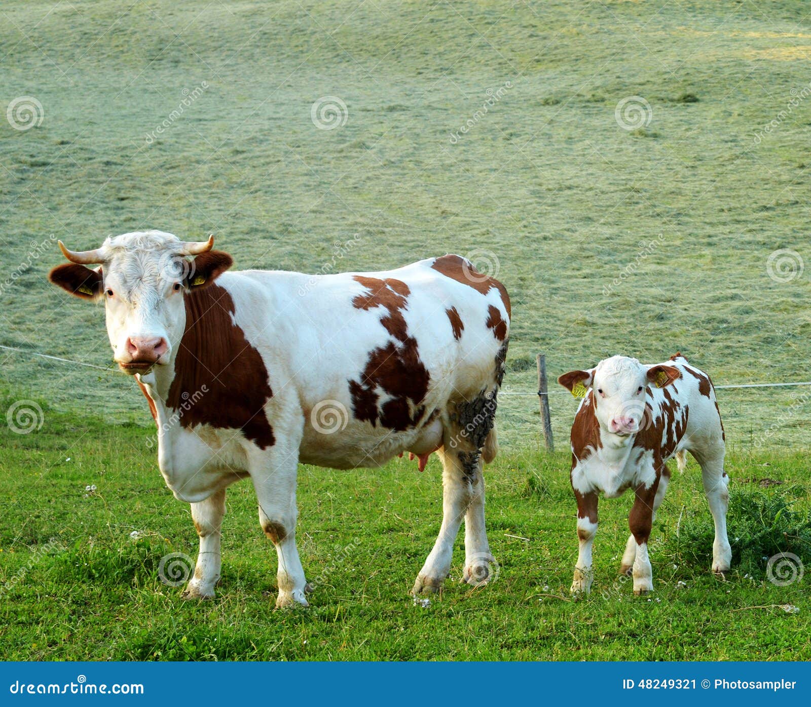 Mucca ed il suo vitello immagine stock. Immagine di vita - 48249321