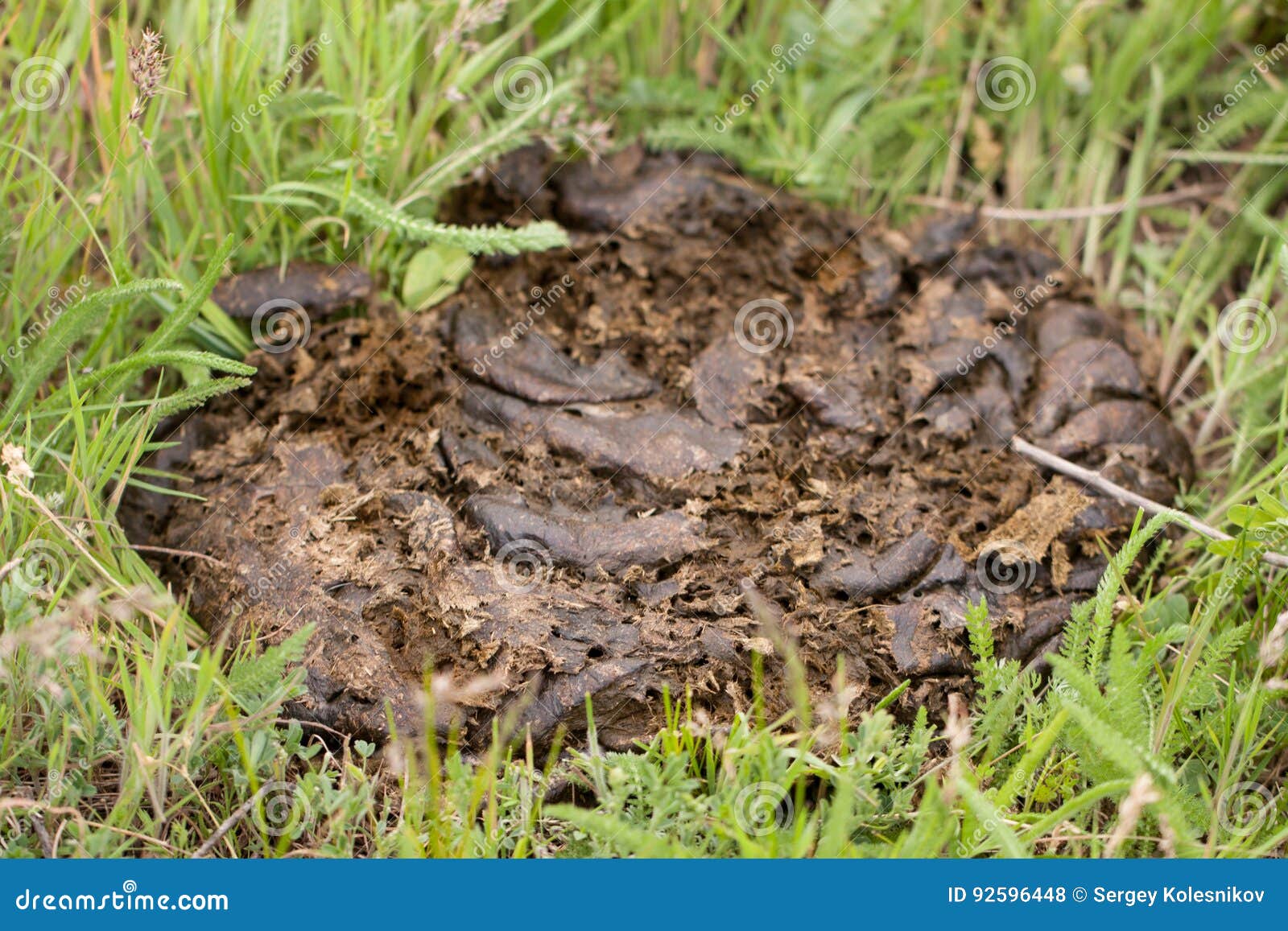 Mucca Fresca Cacata Sull'erba Verde Fotografia Stock - Immagine di ...