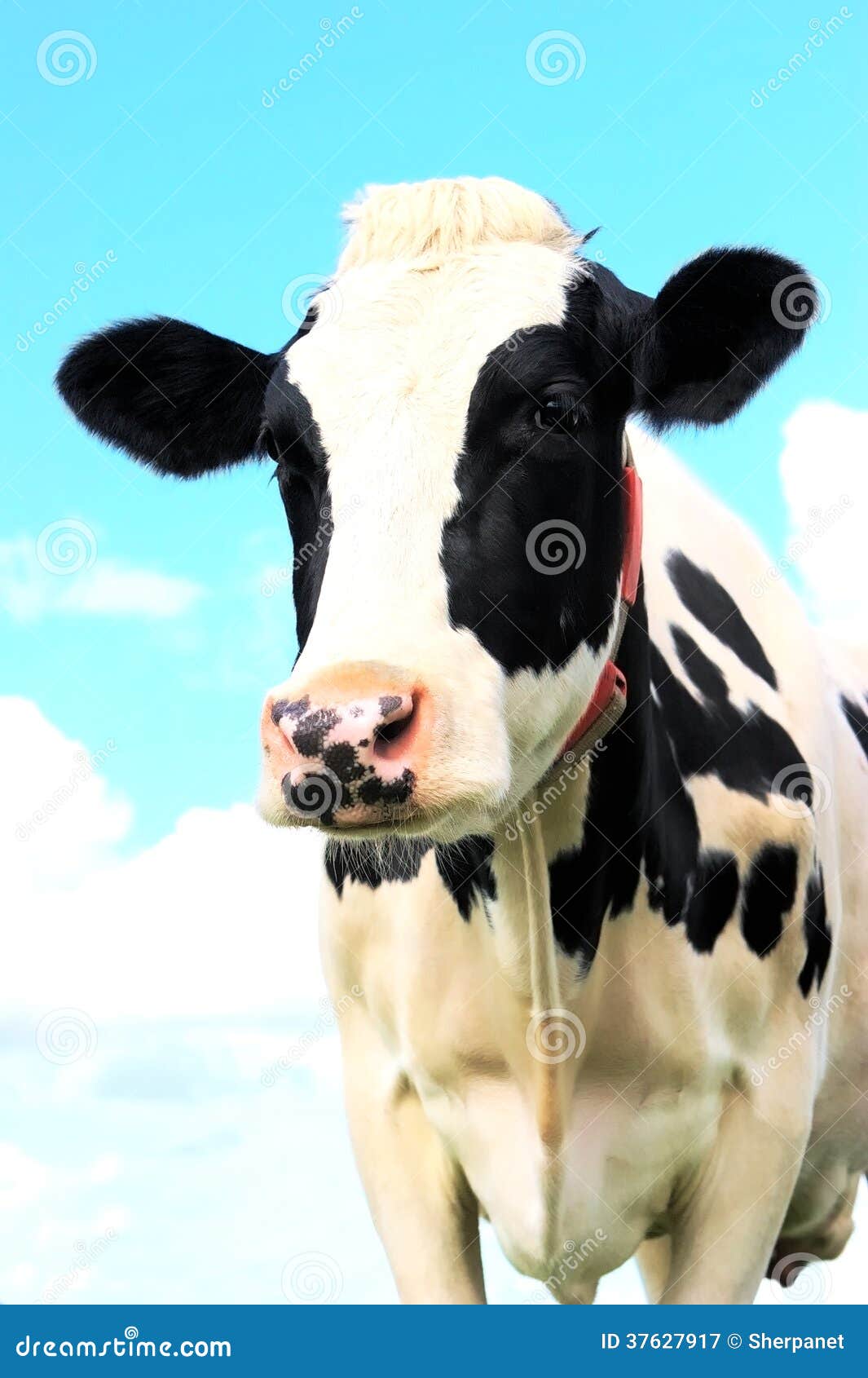 Mucca frisone immagine stock. Immagine di bestiami, nubi - 37627917