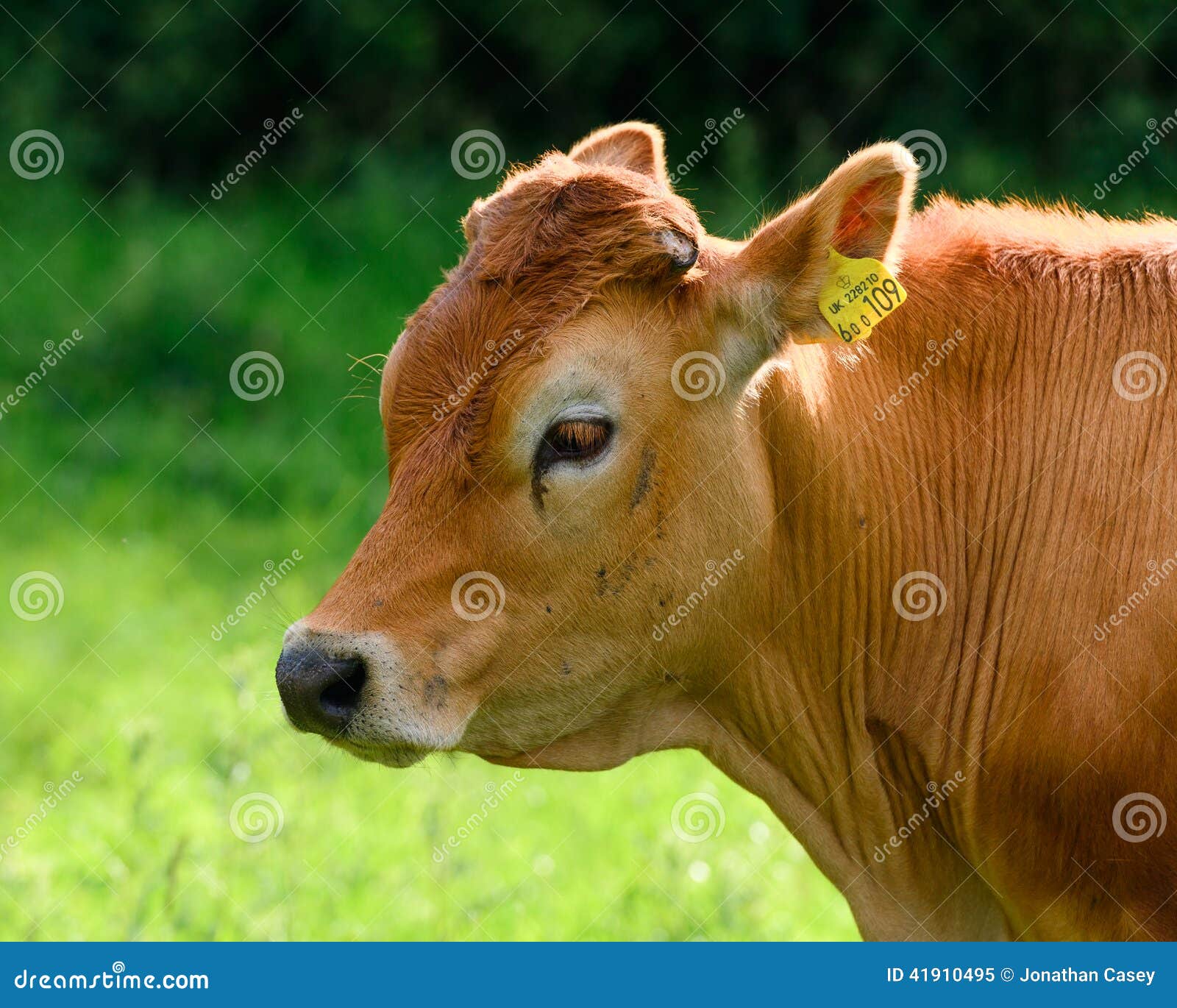 Mucca graziosa di Brown immagine stock. Immagine di peluche - 41910495