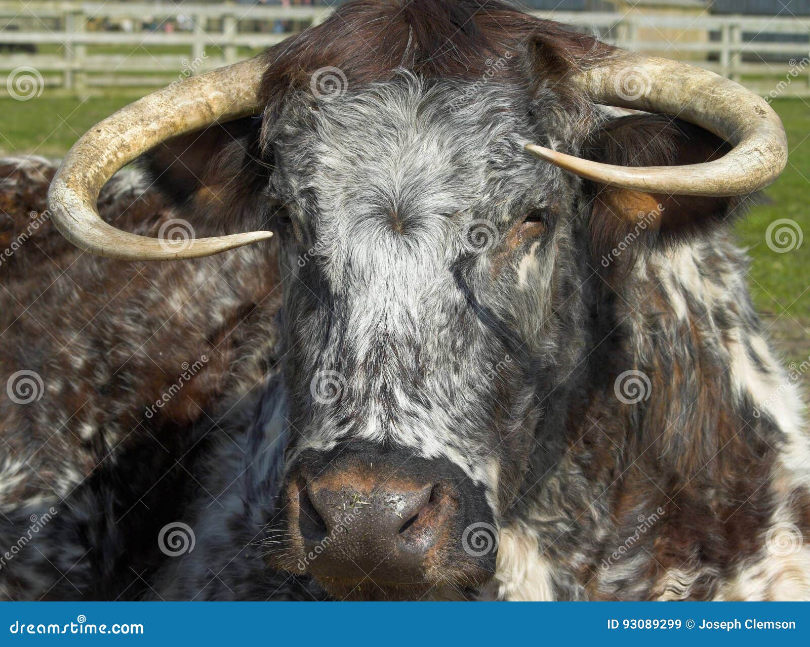 Mucca Inglese Della Mucca Texana Immagine Stock - Immagine di longhorn ...