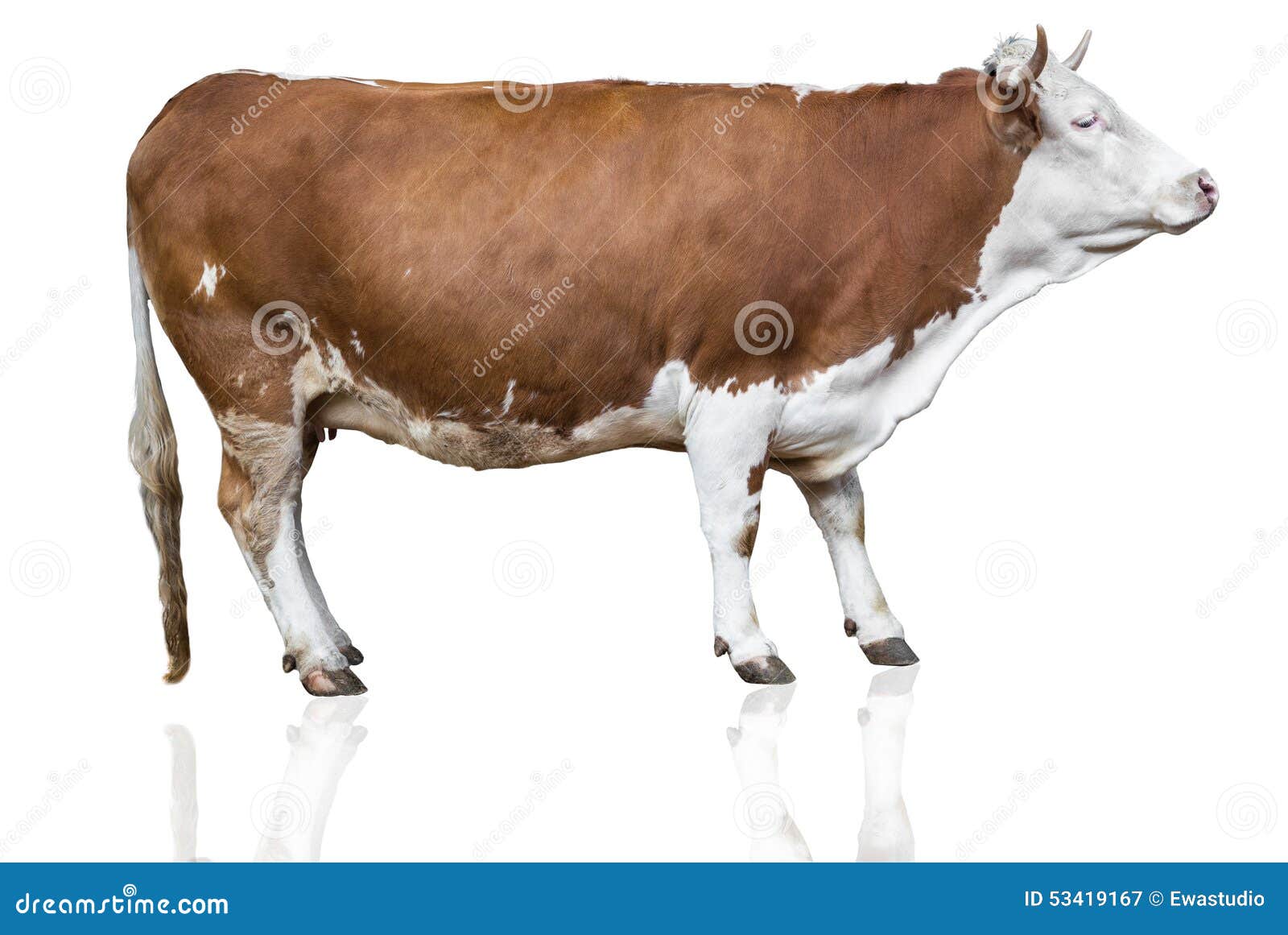 Mucca isolata su bianco immagine stock. Immagine di milano - 53419167