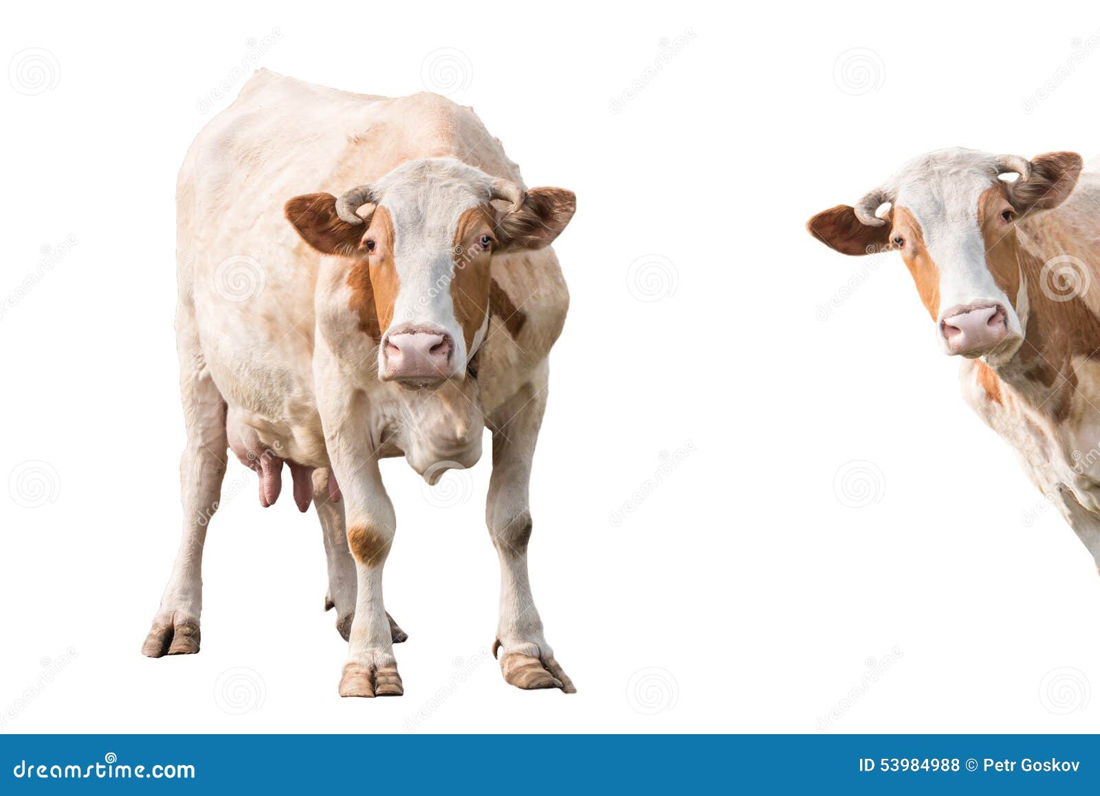 Mucca Isolata Su Fondo Bianco Fotografia Stock - Immagine di capelli ...