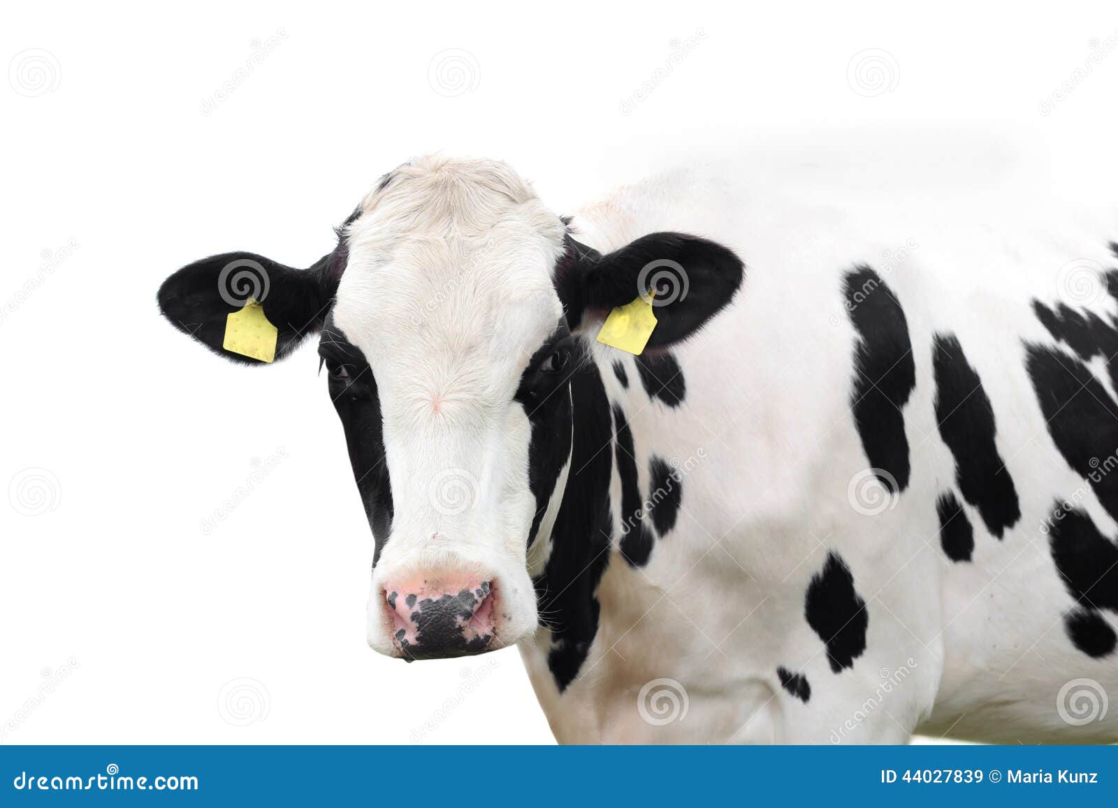 Mucca Isolata Su Un Fondo Bianco Immagine Stock - Immagine di isolato ...