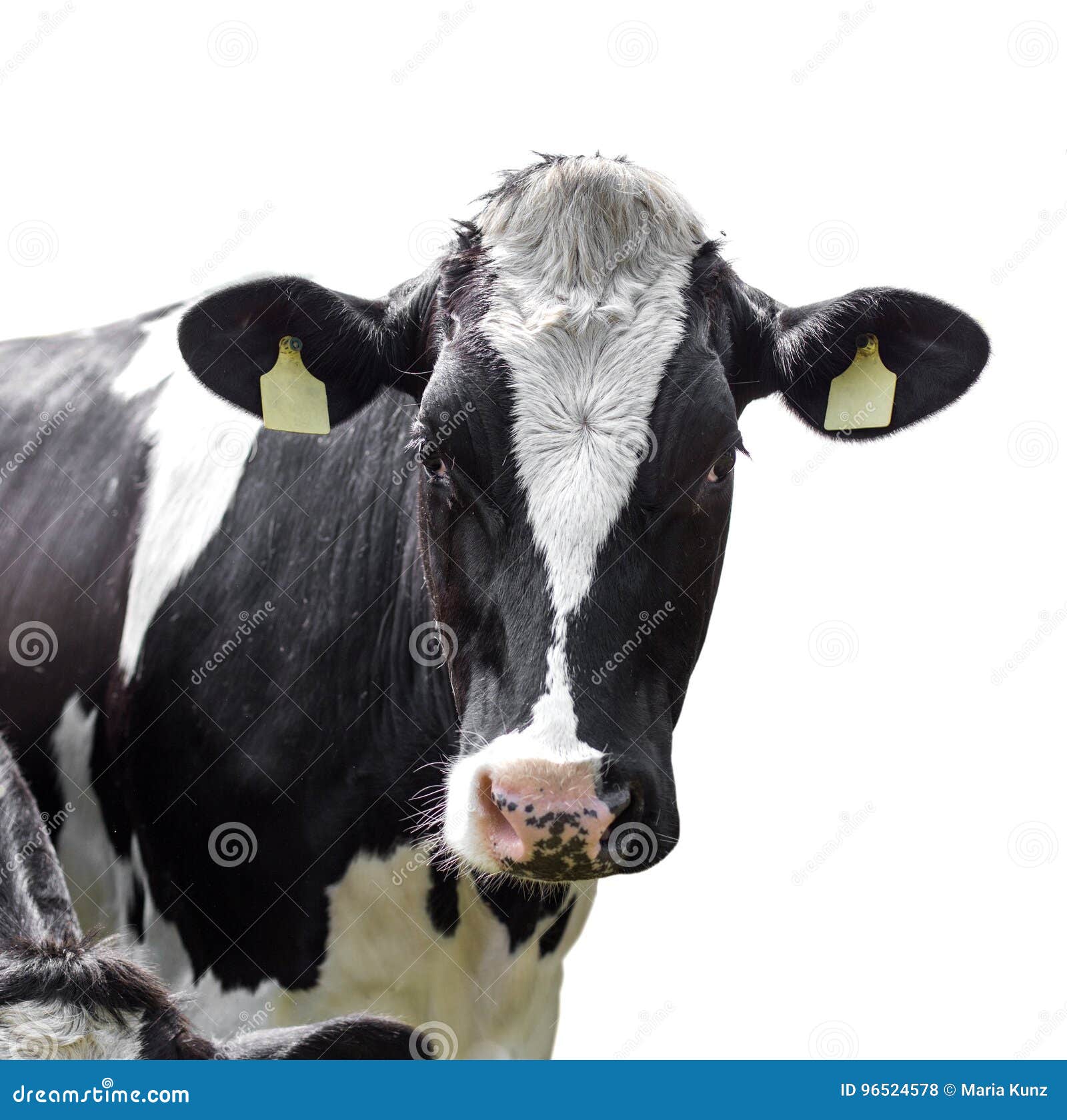 Mucca Isolata Su Un Fondo Bianco Fotografia Stock - Immagine di faccia ...