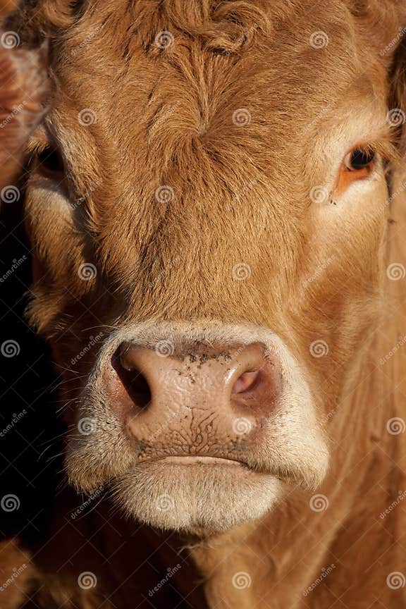 Mucca marrone fotografia stock. Immagine di chiusura - 78636990