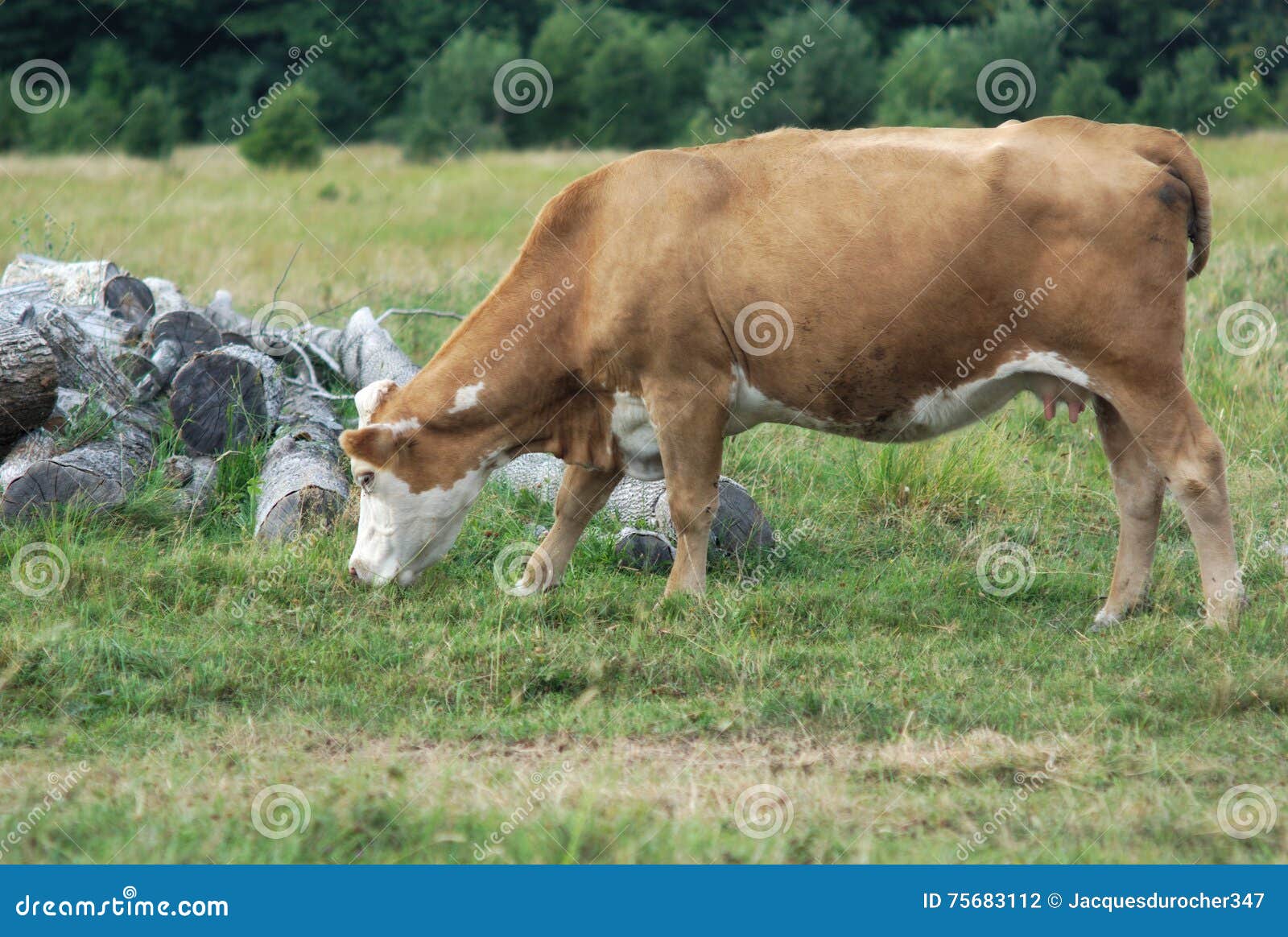 Mucca Marrone Chiaro Che Mangia Erba in Un Campo Fotografia Stock ...