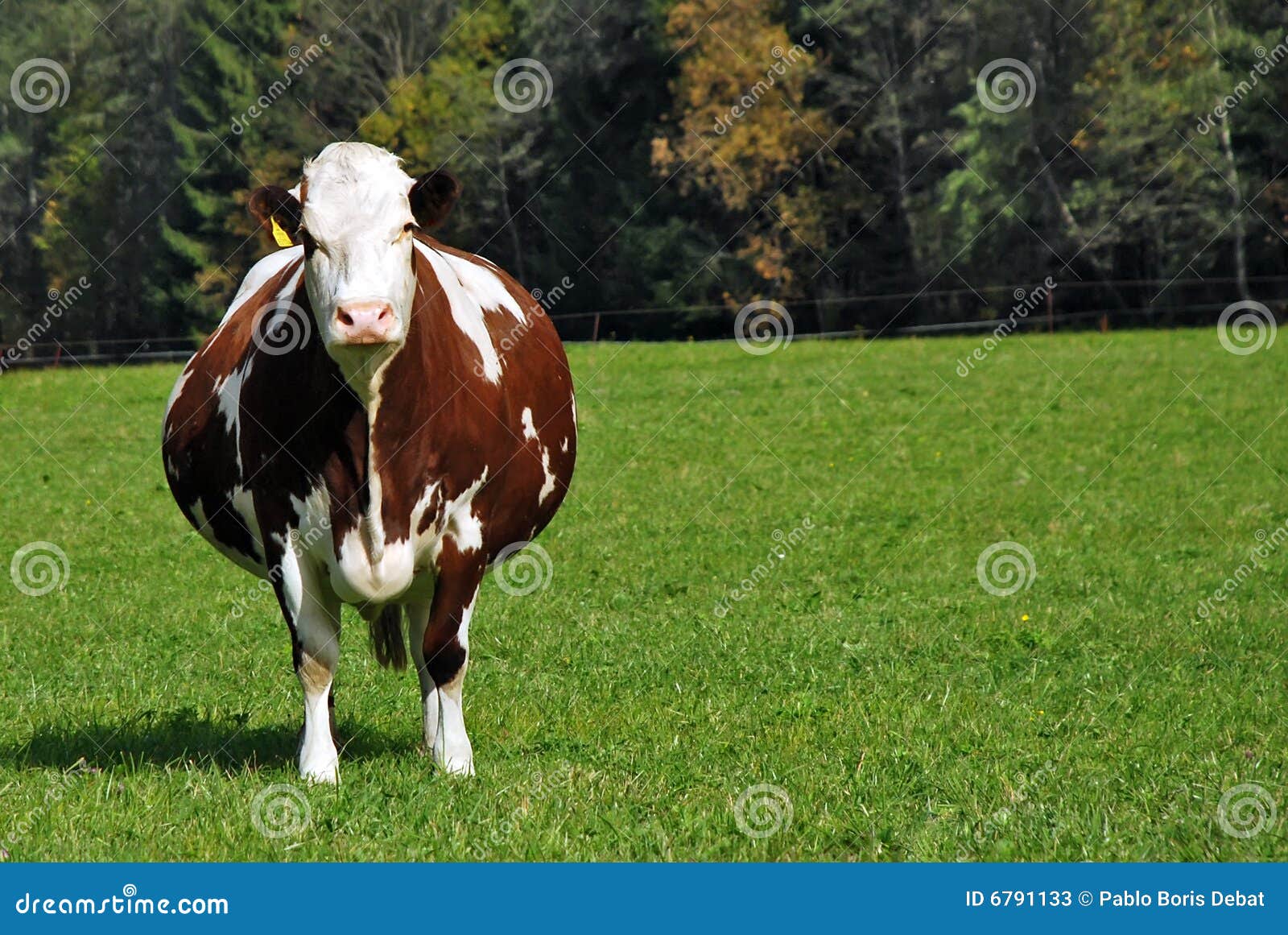 Mucca marrone incinta immagine stock. Immagine di mucca - 6791133