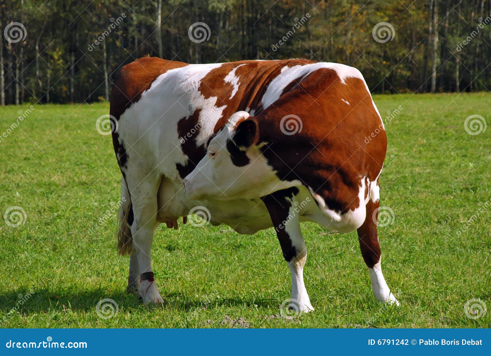 Mucca Marrone Incinta Che Ritiene Il Vitello Fotografia Stock ...