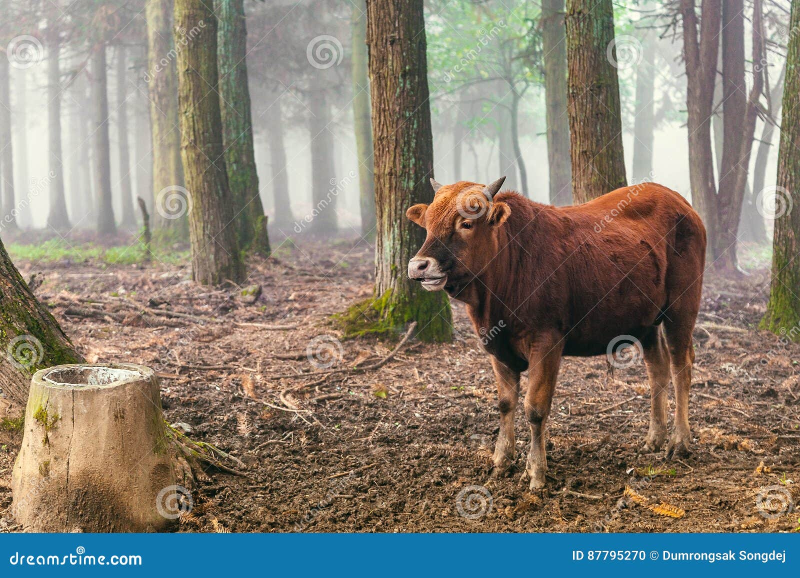 Mucca Marrone-rosso Che Sta Nel Legno Fotografia Stock - Immagine di ...