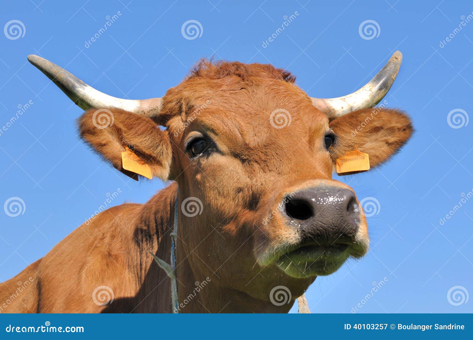 Mucca marrone sveglia immagine stock. Immagine di bestiame - 40103257