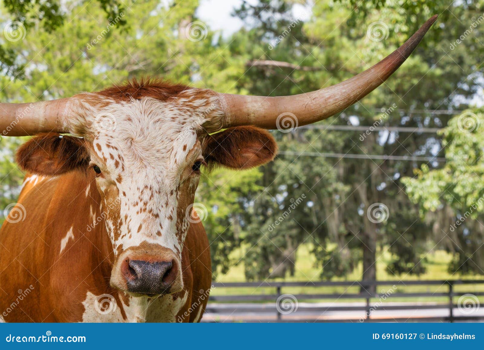 Mucca Miniatura Della Mucca Texana Del Texas Immagine Stock - Immagine ...