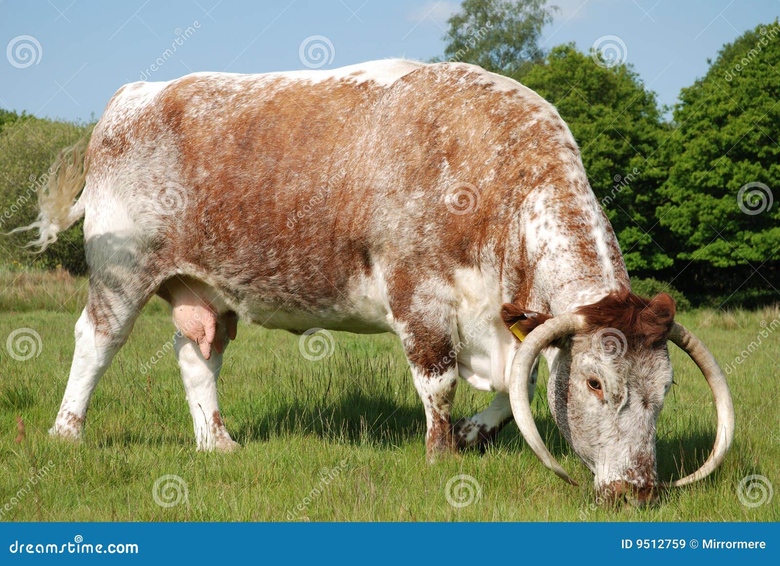 Mucca, Mucca Texana Rara Di Inglese Della Razza. Immagine Stock ...