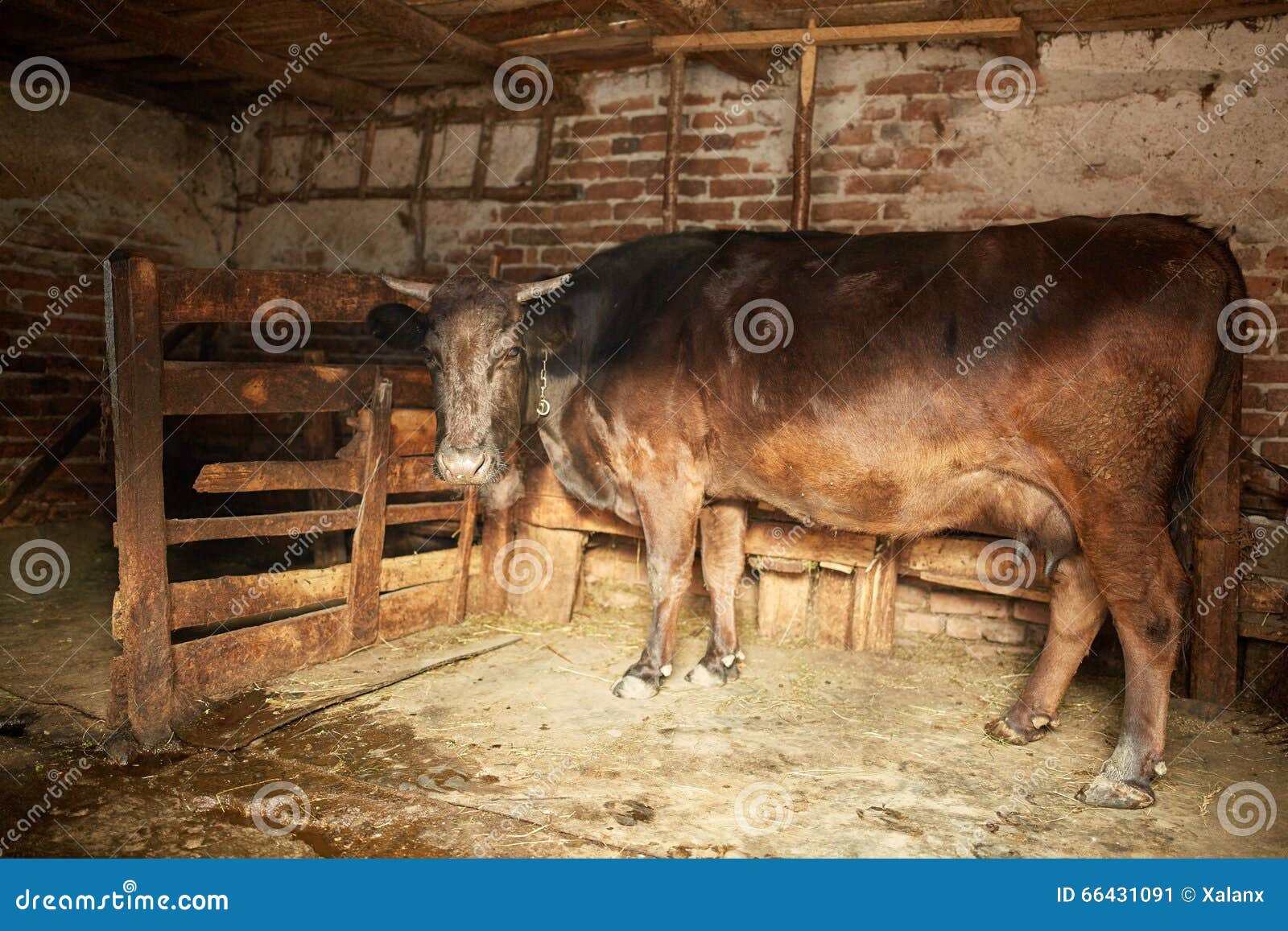 Mucca nella stalla immagine stock. Immagine di interno - 66431091