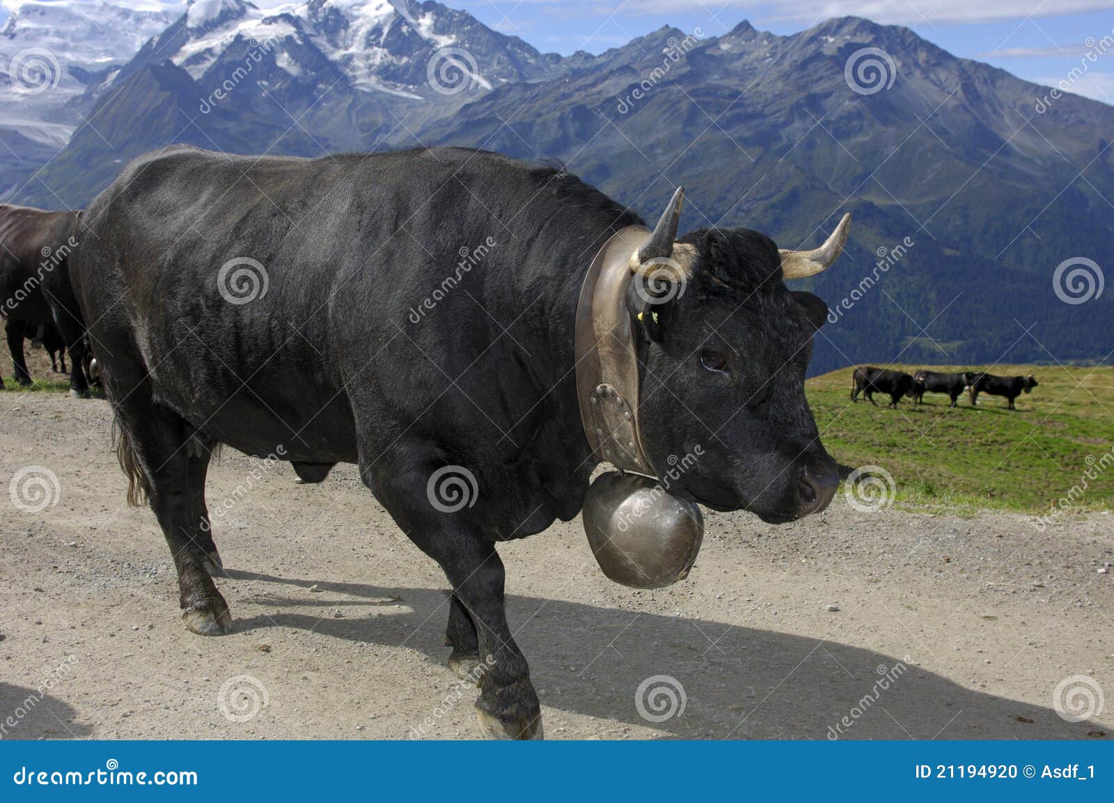 Mucca nera fotografia stock. Immagine di flangia, svizzero - 21194920