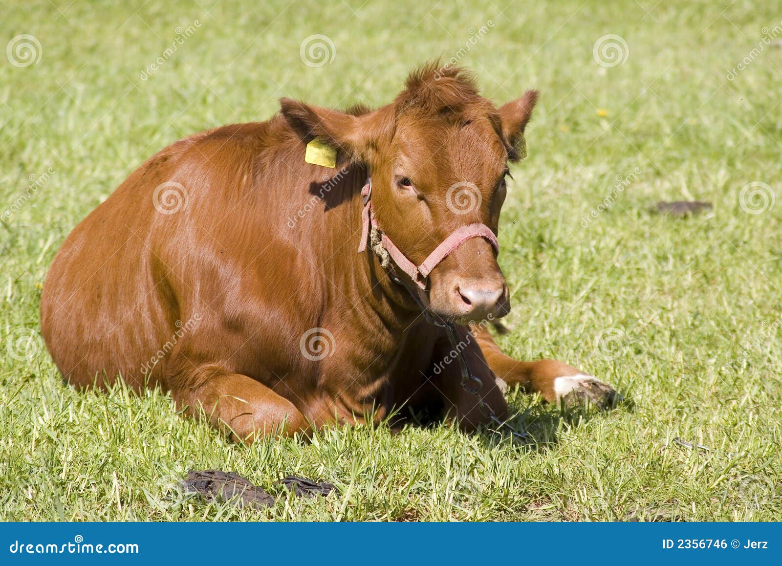 Mucca rossa fotografia stock. Immagine di toro, campo - 2356746