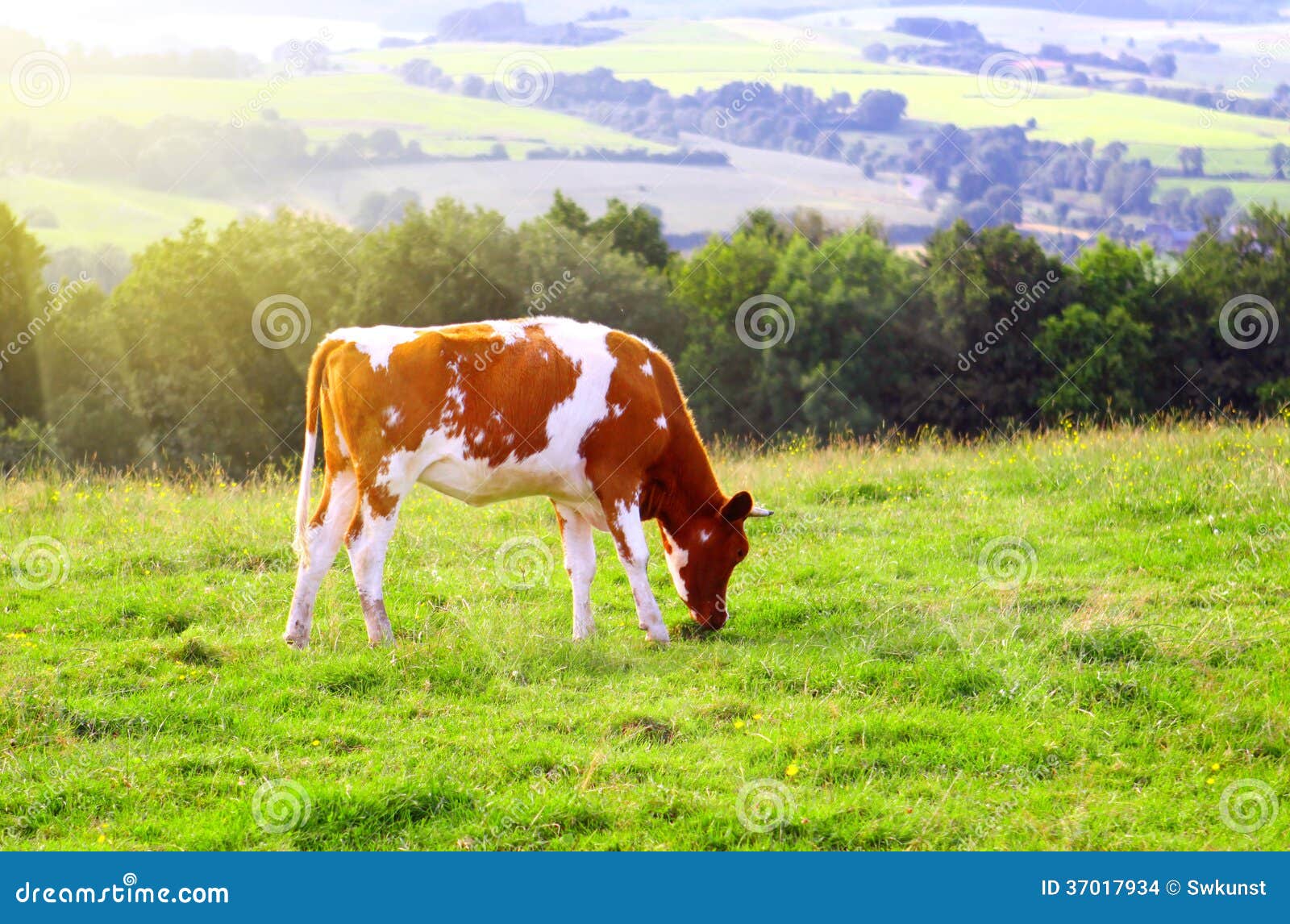 Mucca rossa. fotografia stock. Immagine di animale, agricoltura - 37017934
