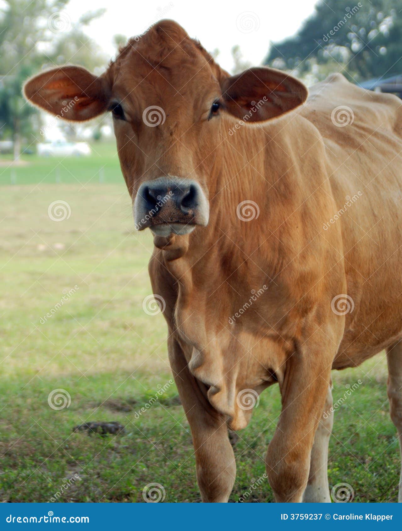 Mucca rossa immagine stock. Immagine di rosso, giovenca - 3759237