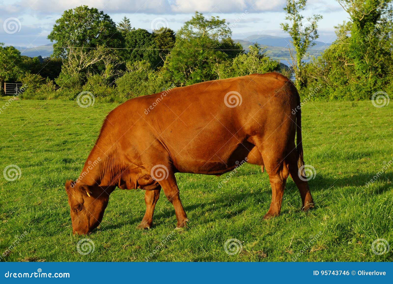 Mucca rossa del Angus fotografia stock. Immagine di bello - 95743746