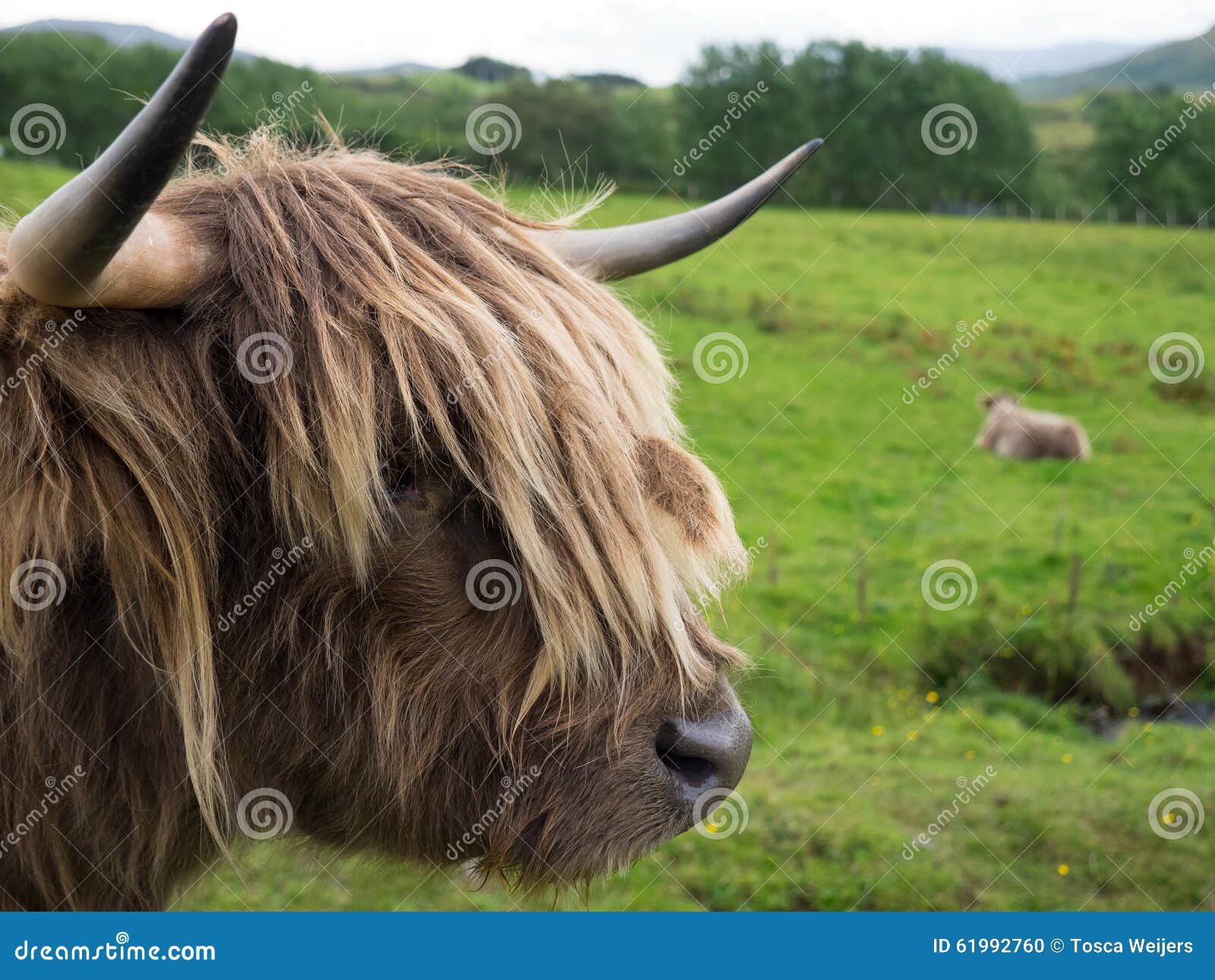 Mucca Scozzese Dell'altopiano Fotografia Stock - Immagine di bovino ...