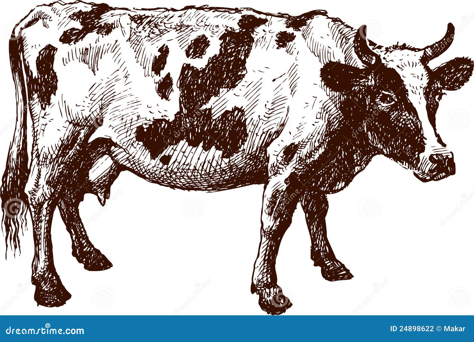 Mucca screziata illustrazione vettoriale. Illustrazione di zoccoli ...