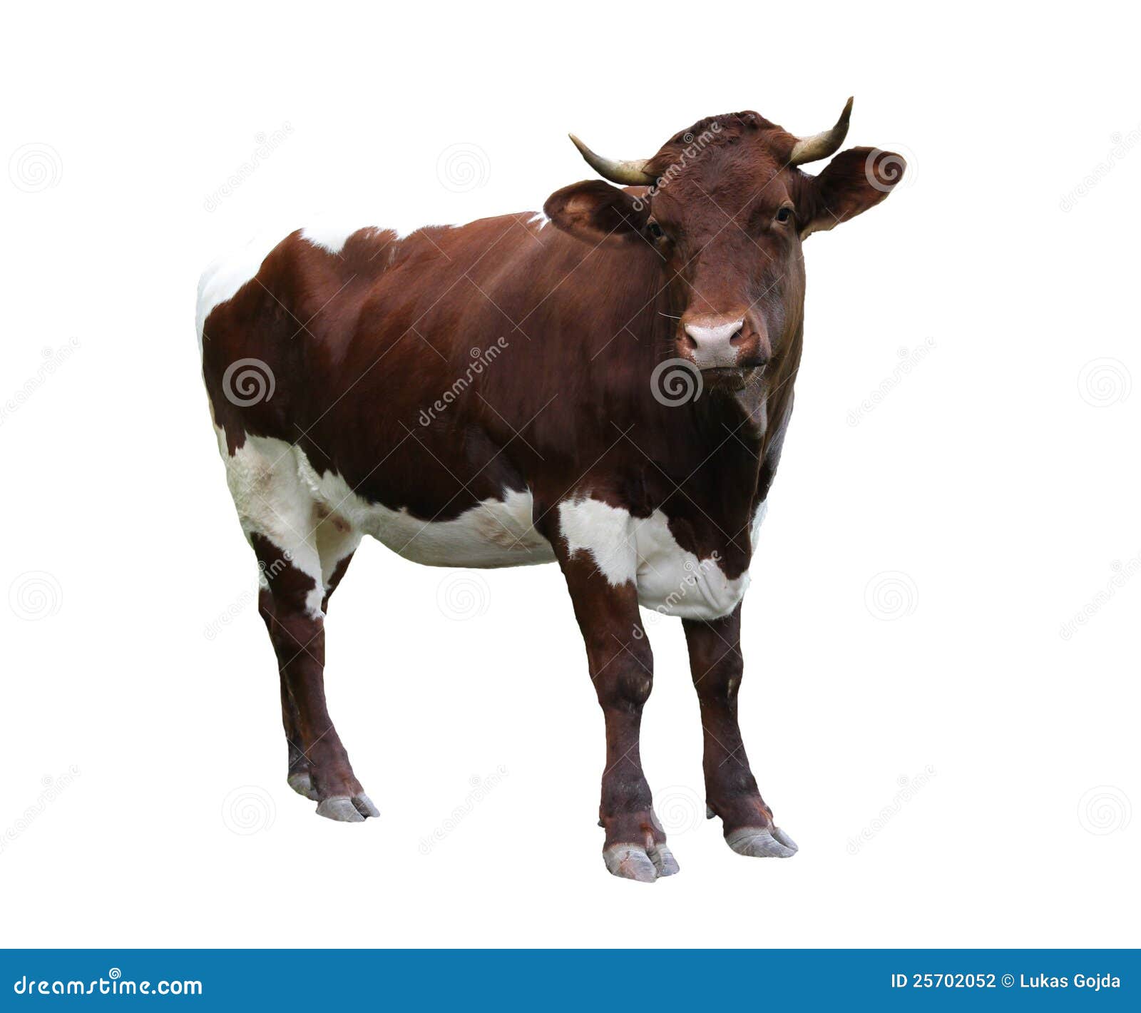 Mucca sopra bianco fotografia stock. Immagine di tetto - 25702052
