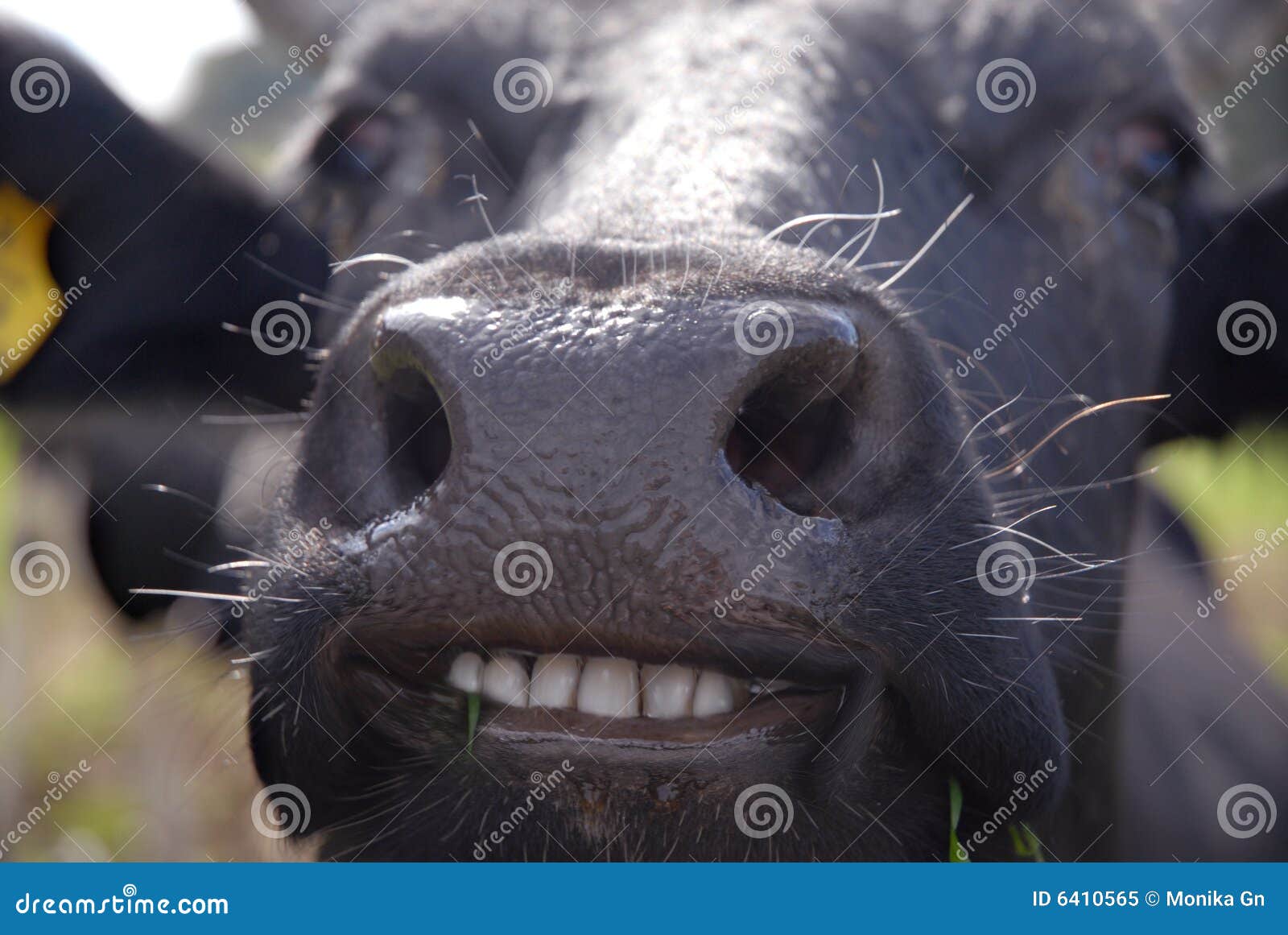 Mucca sorridente immagine stock. Immagine di naso, podere - 6410565