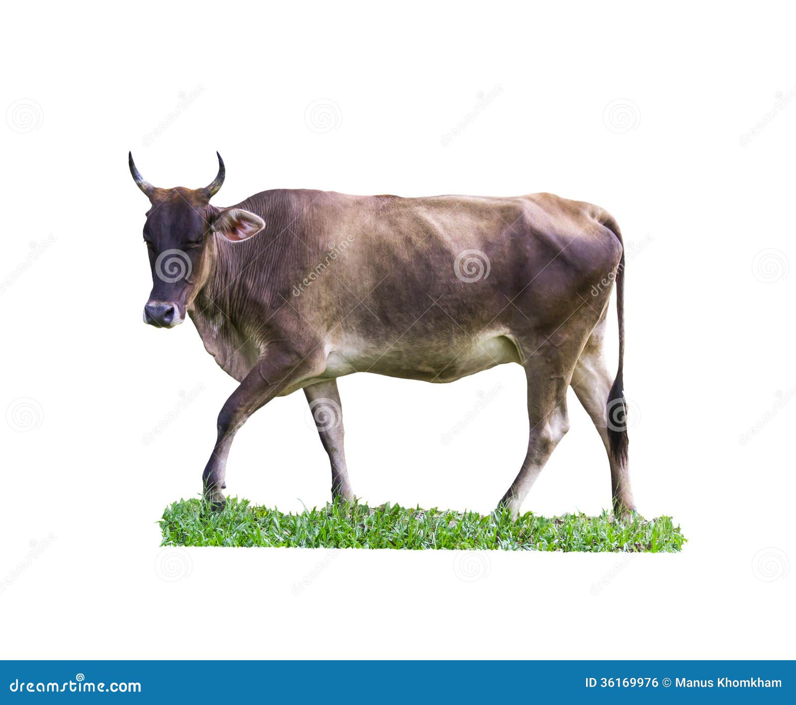 Mucca su bianco fotografia stock. Immagine di giorno - 36169976