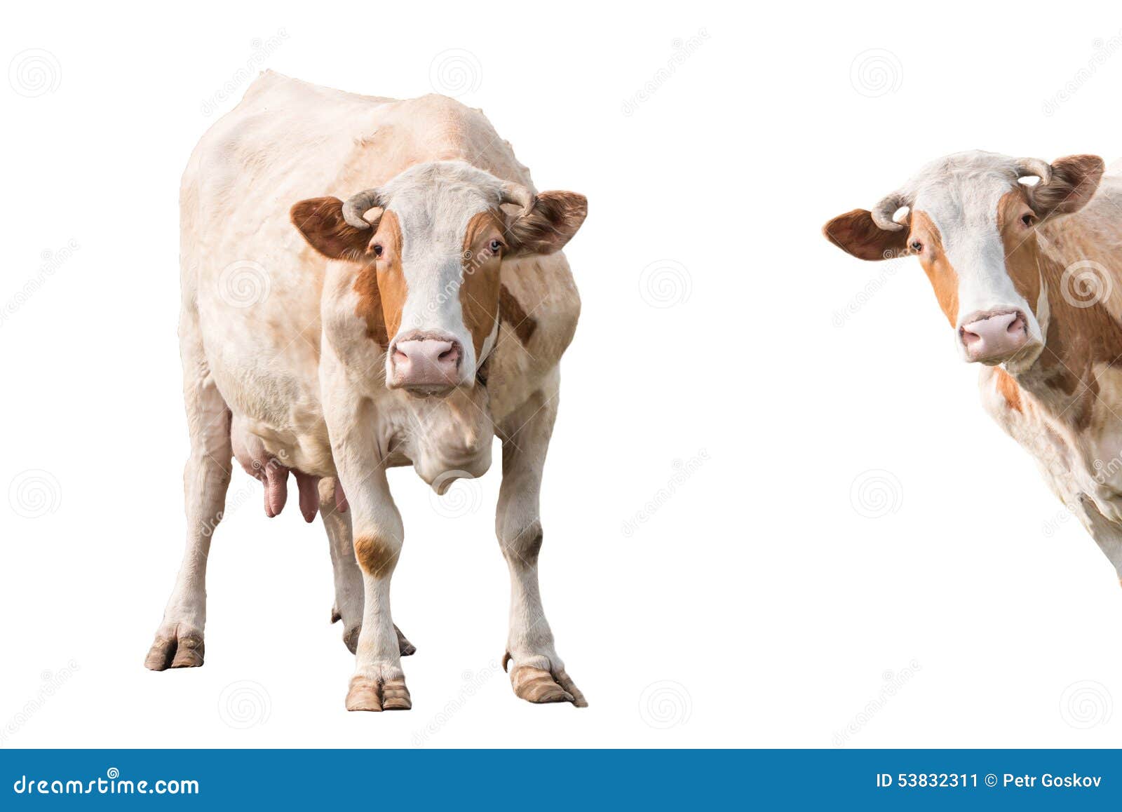 Mucca su fondo bianco immagine stock. Immagine di nave - 53832311