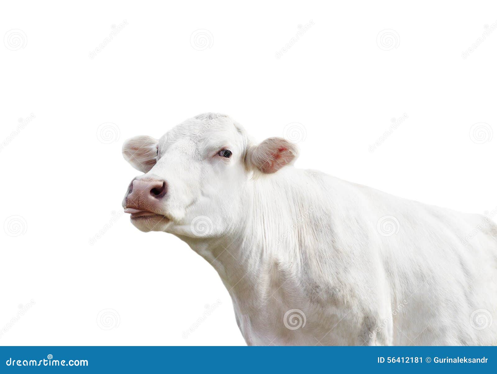 Mucca su un fondo bianco immagine stock. Immagine di agricoltura - 56412181