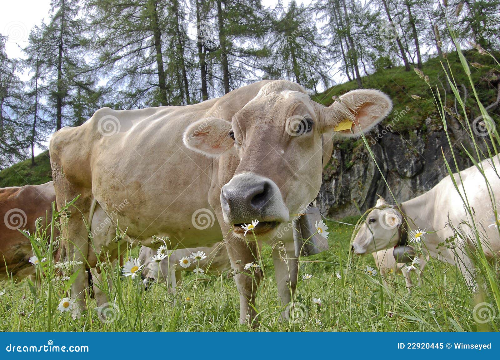 Mucca svizzera immagine stock. Immagine di erba, campo - 22920445