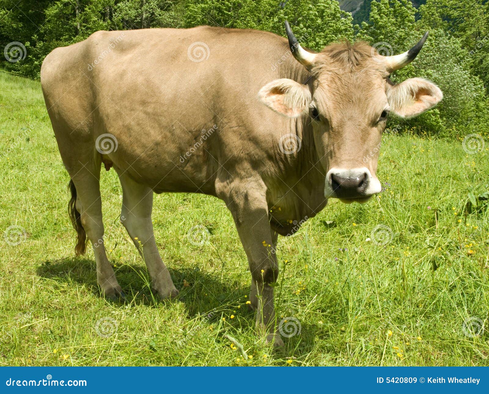 Mucca svizzera immagine stock. Immagine di prato, mucca - 5420809
